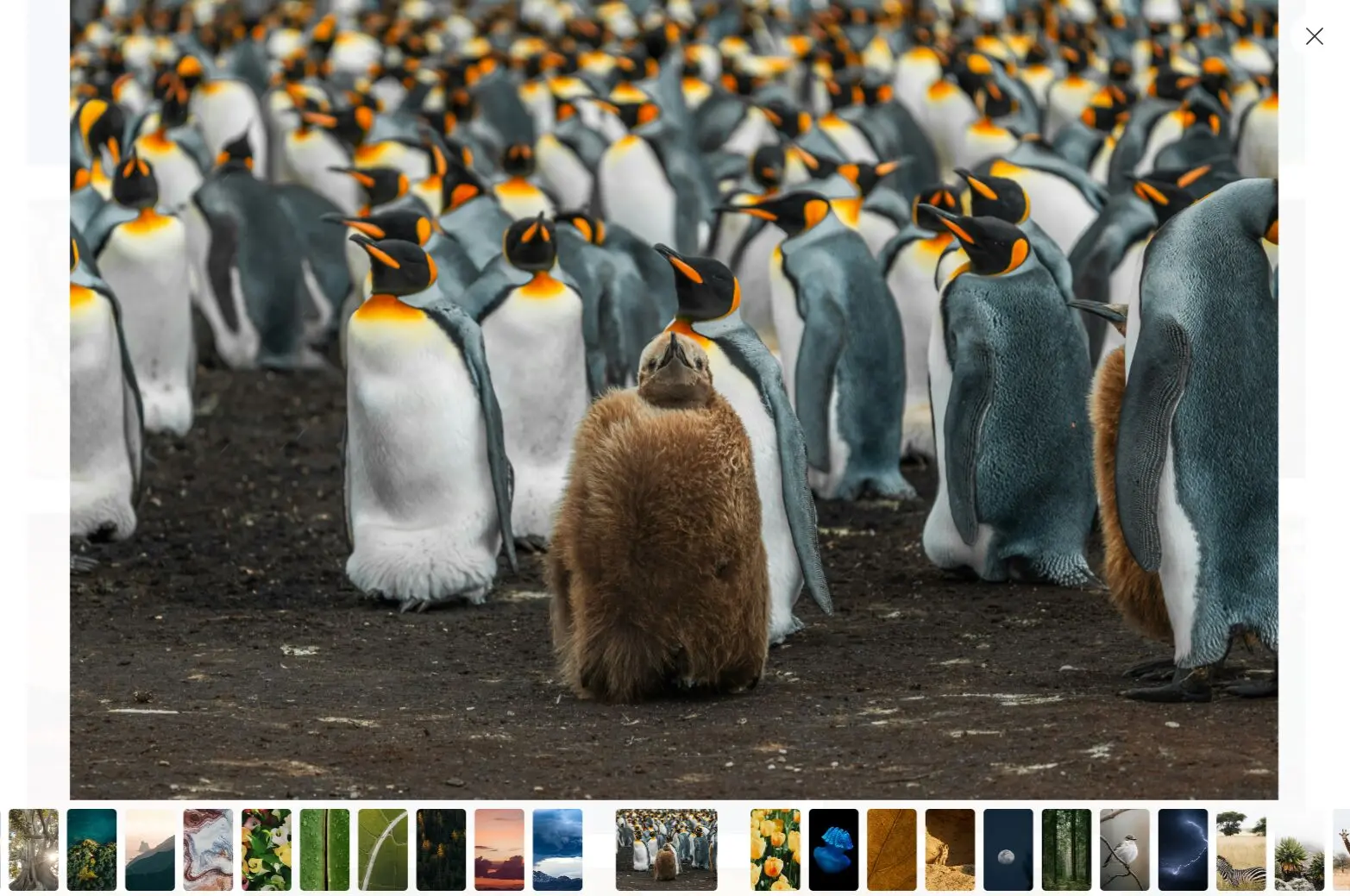 Responsive Photo Gallery Template for Astro - Photo Grid